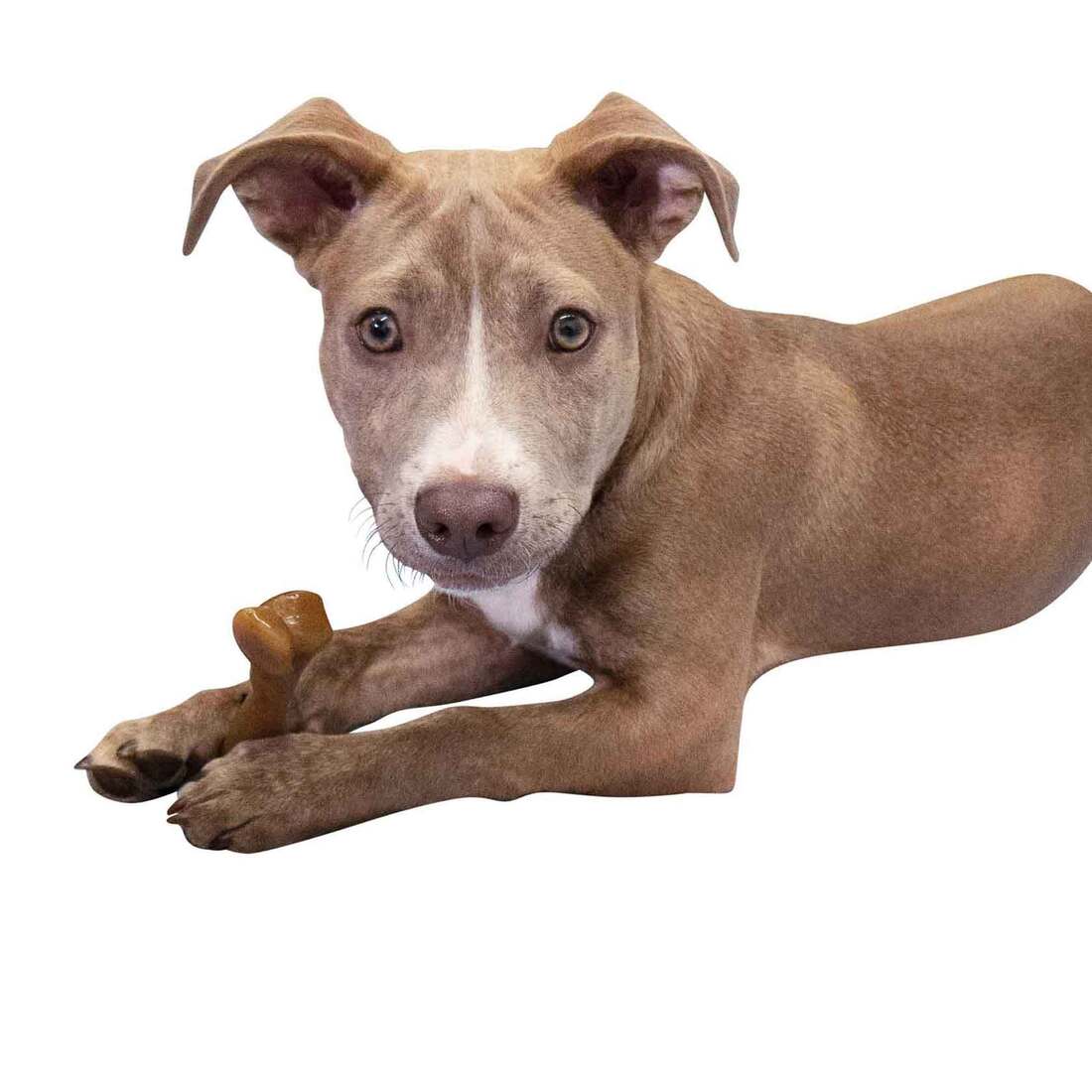 Nylabone Puppy Gourmet Style Strong Chew Toy, Bacon Flavor | Pet ...