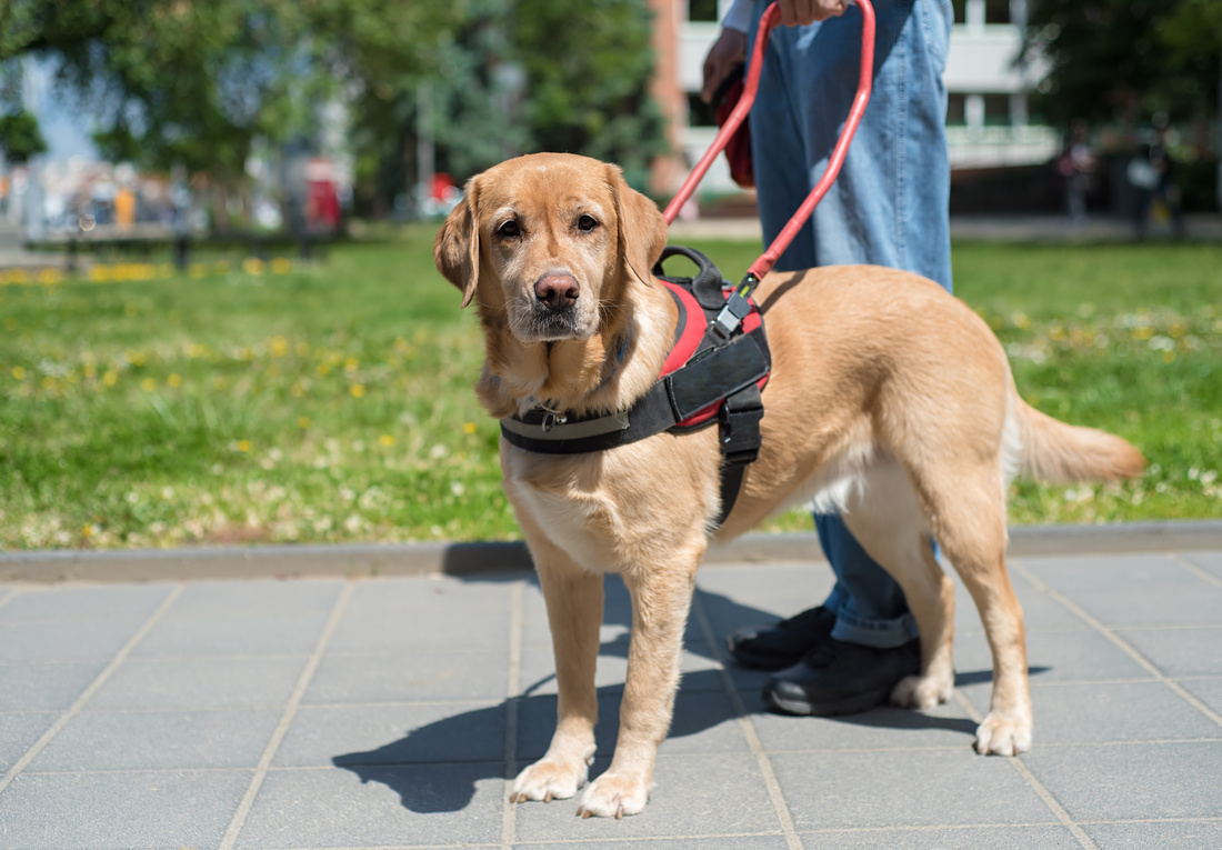 Guide Dogs | WagNWash.com
