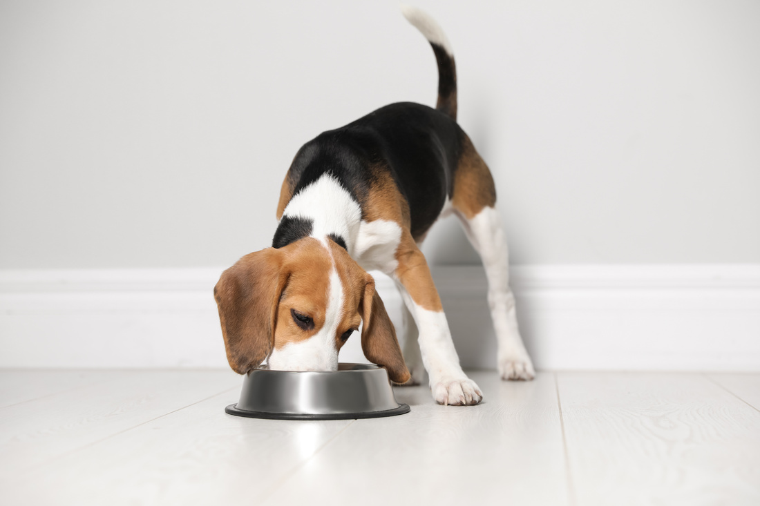 How to Feed Your Puppy | WagNWash.com